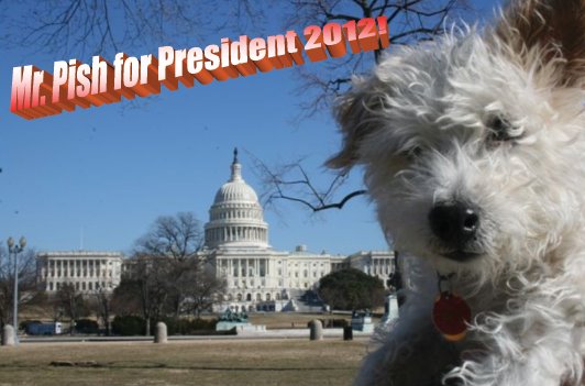 Mr. Pish for President | Celebrating Independent Authors