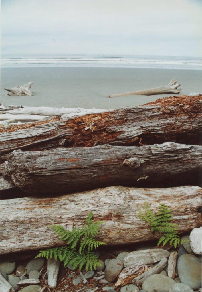 Pantomine driftwood store